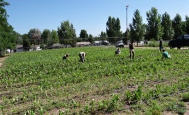 Denver Public Schools Farm to School Program: School Farms Feed ...